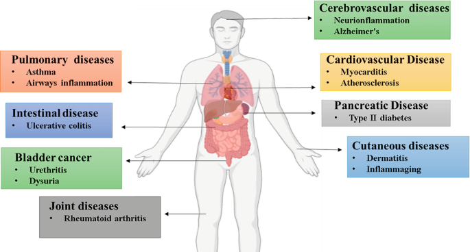 Overview of Inflammation | SpringerLink