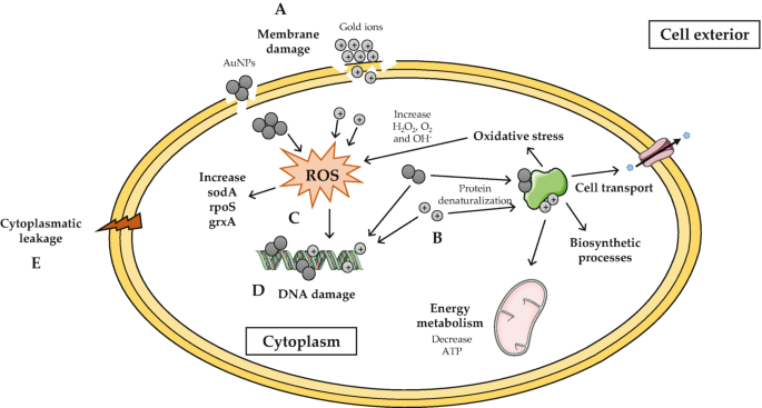 Harnessing the Power of Metallic Nanoparticles: Antimicrobial Peptide ...