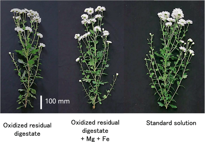 Sustainable Balance of Human Activities and Environmental Conservation ...