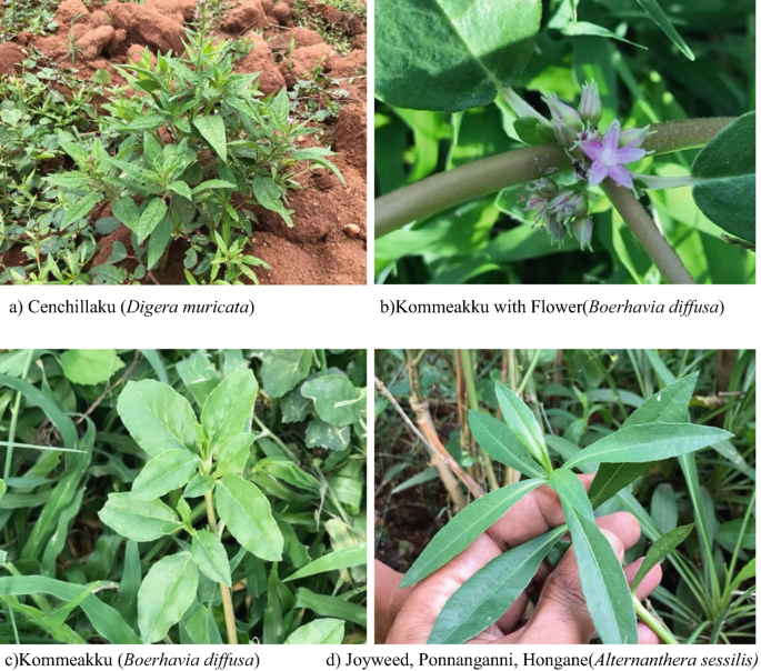 Foraging as Sustenance and Dissent in the Villages Bordering Bengaluru ...