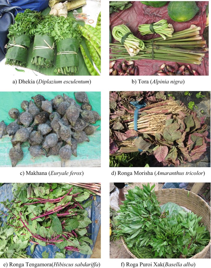 The Ubiquitous Dhekia and Its ‘deep roots’ to Nurture People’s Lives: A ...