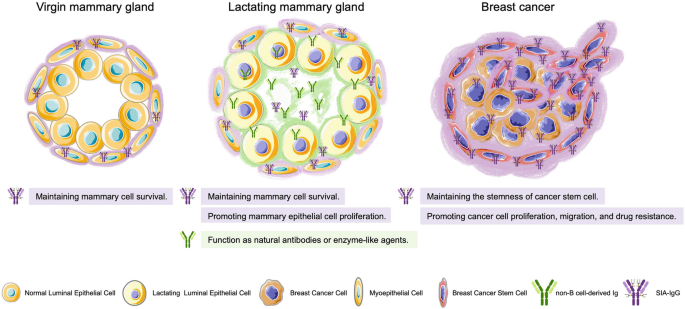Expression and Function of Mammary Epithelial Cell-Derived ...