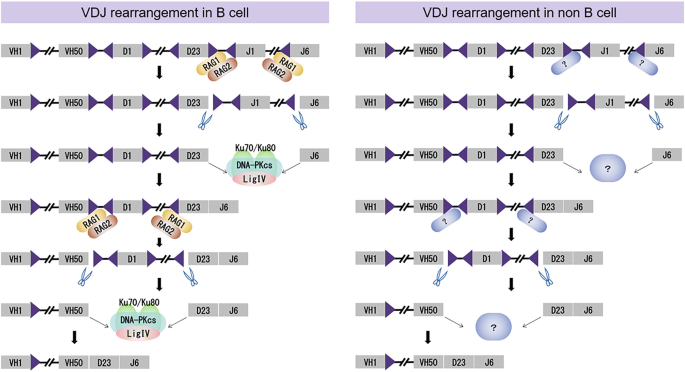The Gene Rearrangement and Transcriptional Regulation of Non B Cell ...