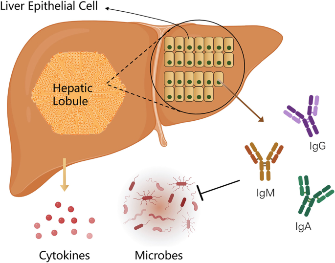 Functions and Clinical Relevance of Liver-Derived Immunoglobulins ...