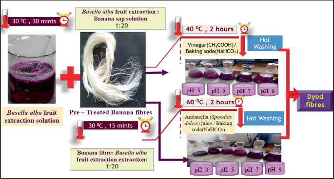 Eco-Friendly Dyeing Techniques for Banana Fibers from Banana ...