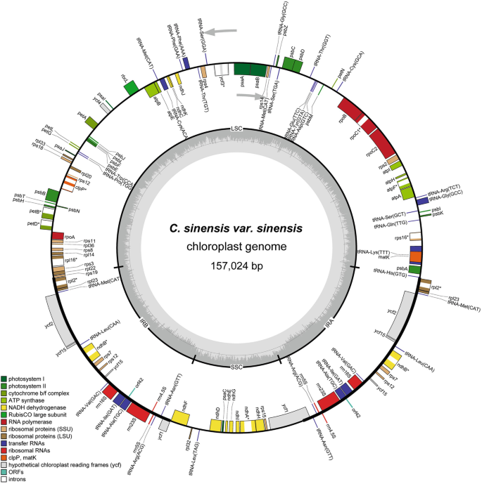 Tea Plant Chloroplast and Mitochondrial Genome | SpringerLink