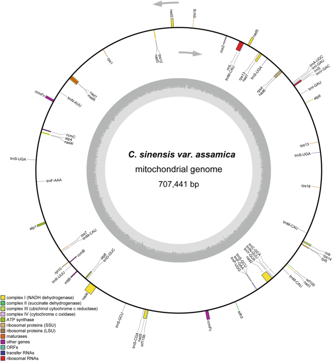 Tea Plant Chloroplast and Mitochondrial Genome | SpringerLink