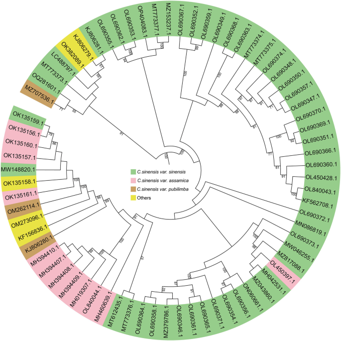 Tea Plant Chloroplast and Mitochondrial Genome | SpringerLink