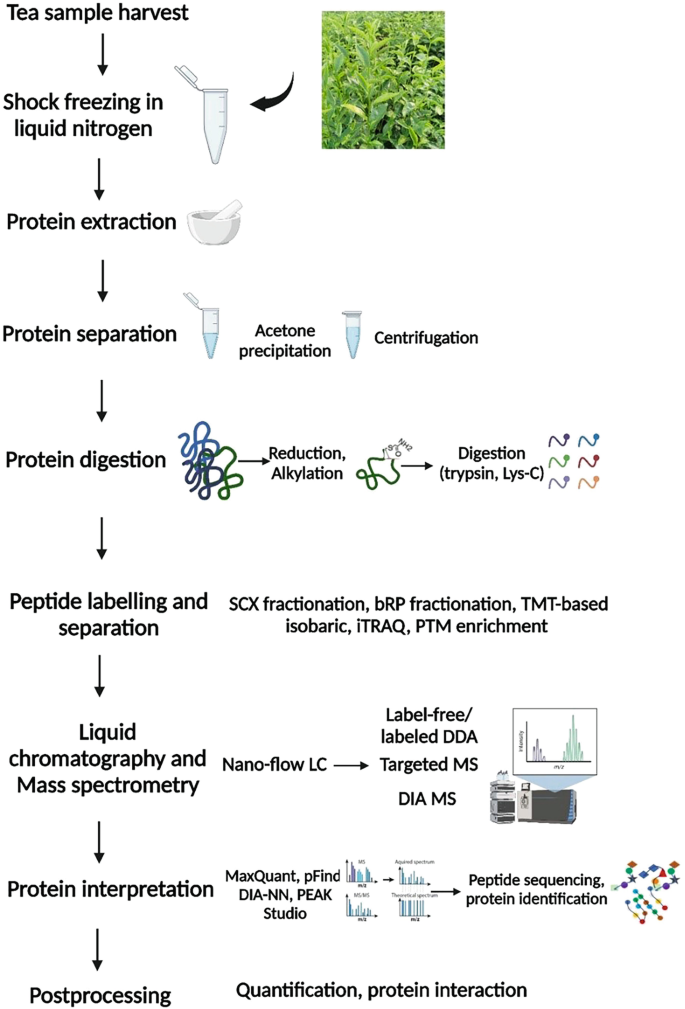 Proteomics for Tea Plant | SpringerLink