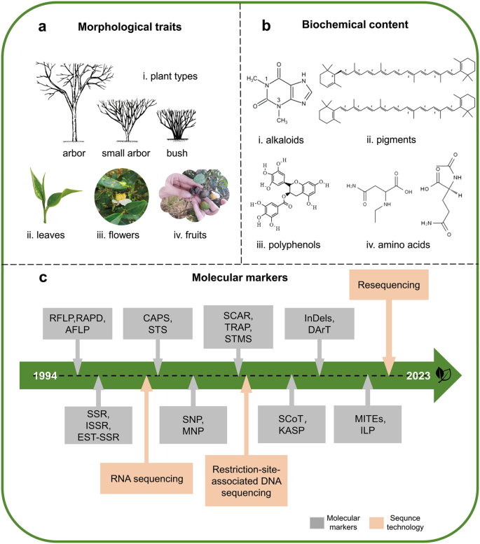 Tea Genetic Resources: Diversity and Conservation | SpringerLink