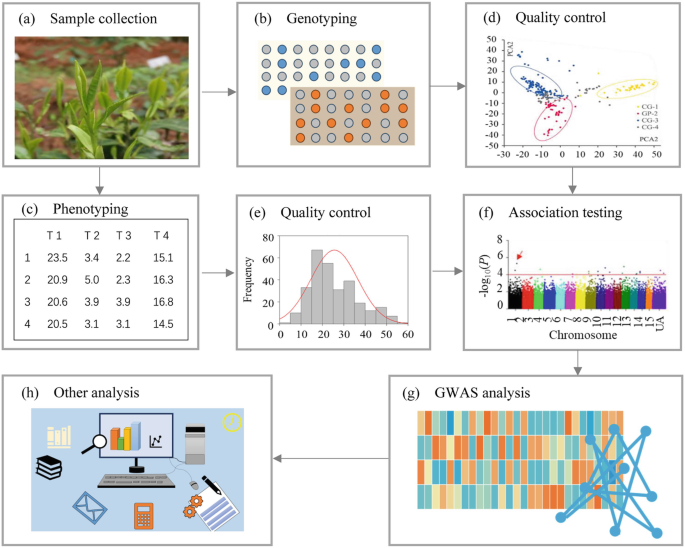 Genome-Wide Association Study (GWAS) for Economically Important Traits ...