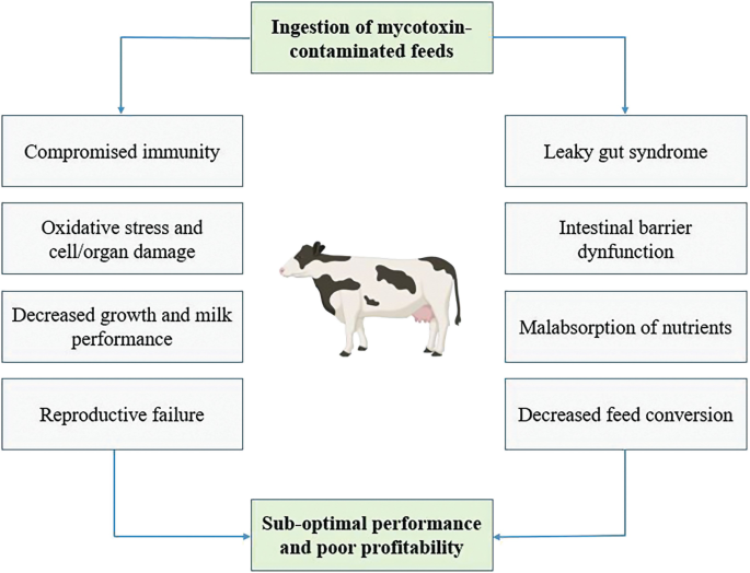 Mycotoxin Binders for a Safe Ruminant-Derived Food Production ...