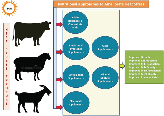 Heat Stress in Ruminants and Its Mitigation Through Nutritional Additives | SpringerLink