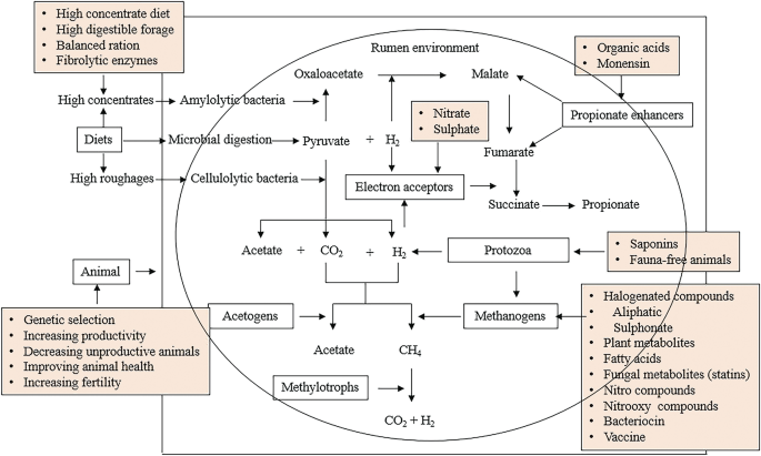 Advancements in Methane-Mitigating Feed Additives in Ruminants ...