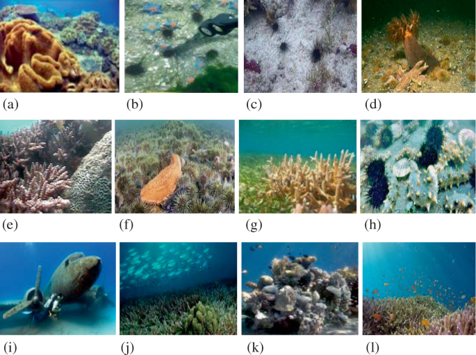 A Certain Investigation on Undersea Water Image Object Detection and ...