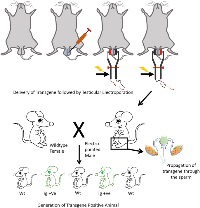 Reaping the Benefits of Gene Modulations in Animals in the Era of ...