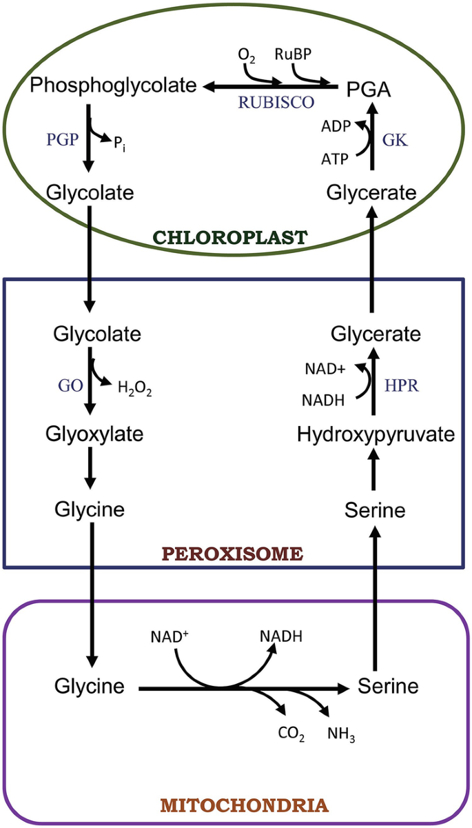 Regulatory Mechanisms of Photosynthetic CO2 Fixation in Unicellular ...