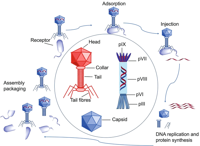 AIE-Bacteriophage Conjugated Bioprobes for Bacterial Detection ...