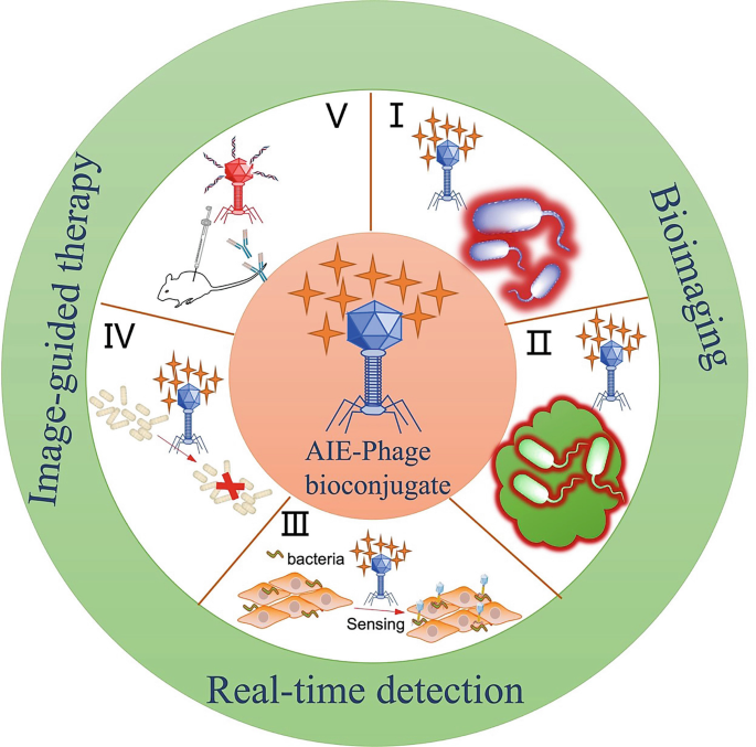 AIE-Bacteriophage Conjugated Bioprobes for Bacterial Detection ...