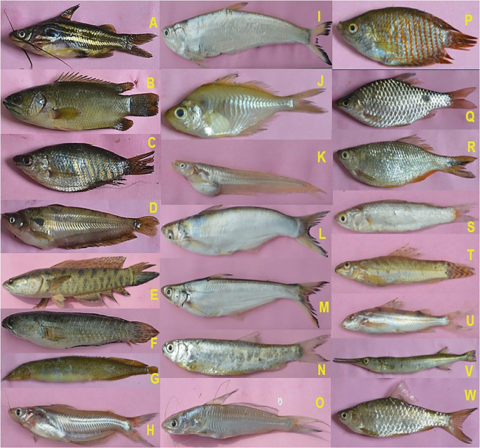 Significance, Threats, Conservation, and Management of Indigenous Small ...