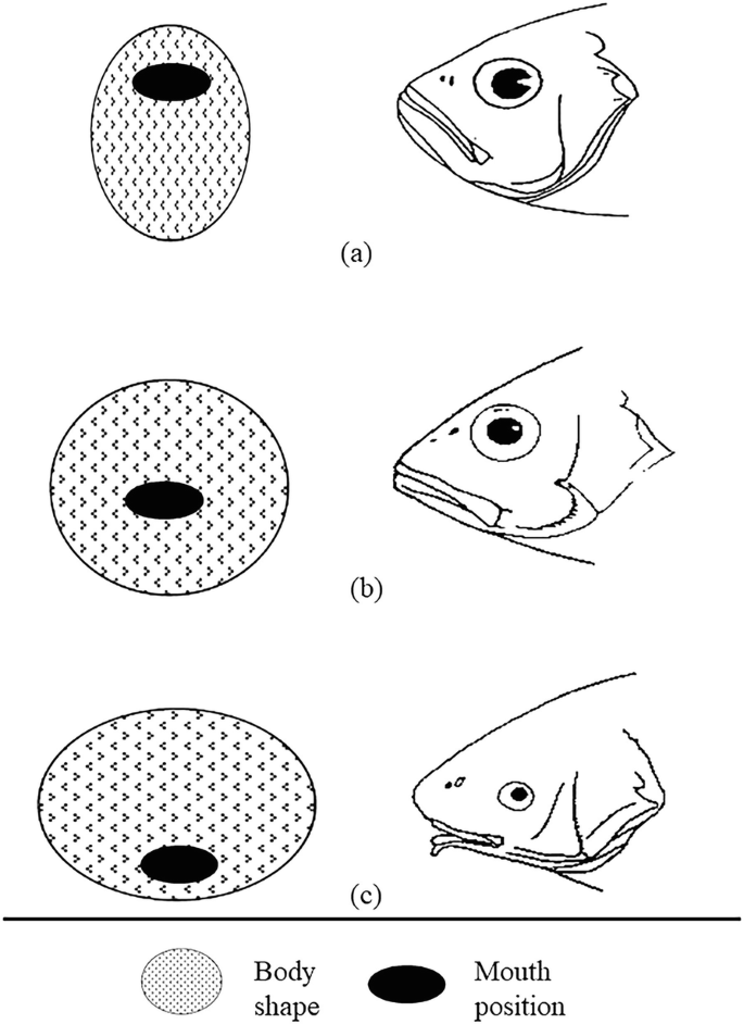 The Role of Mouth Architecture in Relation to Feeding Habit of Selected ...