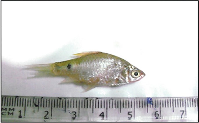The Role of Mouth Architecture in Relation to Feeding Habit of Selected ...