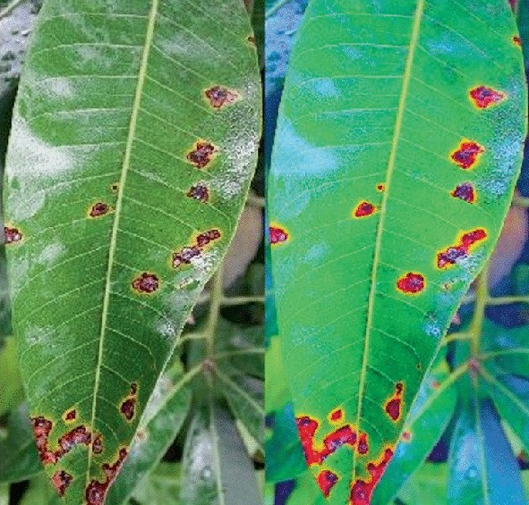 Mango Leaf Images Quality Improvement Techniques Using Subjective ...