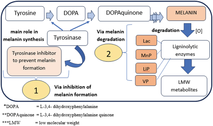 Fungal Applications in Skincare Products | SpringerLink