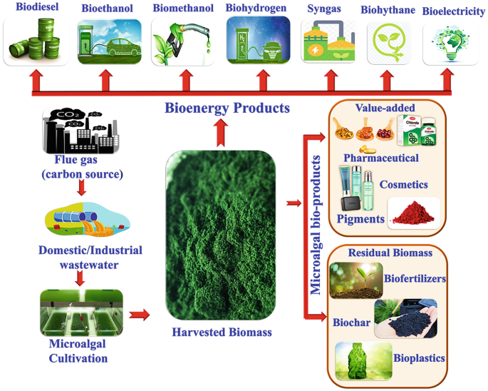 Microalgal-Based Biorefinery Approaches Toward a Sustainable Future ...