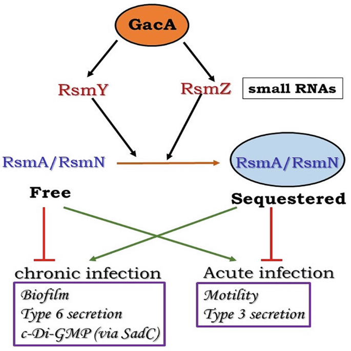 Two-Component Regulatory Systems in Microbial Pathogenesis | SpringerLink