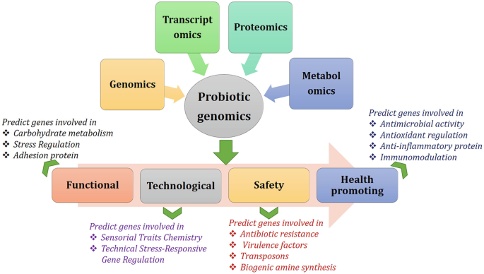 Probiogenomics and Genome Annotation in Bifidobacteria and Lactobacilli ...
