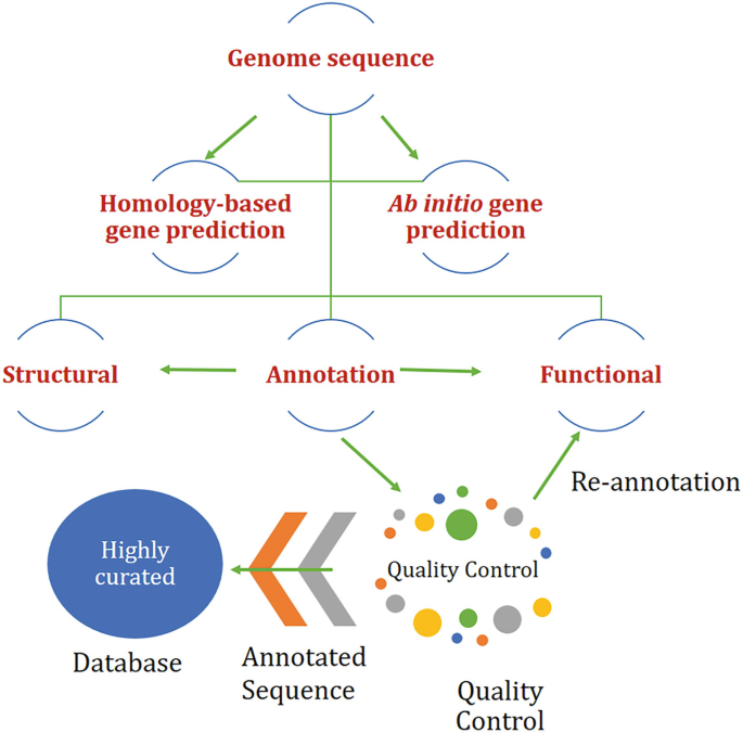 Probiogenomics and Genome Annotation in Bifidobacteria and Lactobacilli ...