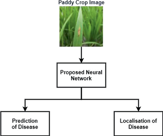 Parallel Deep Convolution Neural Network (P-DCNN) Prediction of Paddy ...