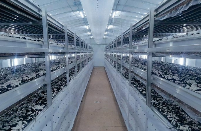 Bisporus Mushroom 3D Reconstruction for Digital Twin of Smart Factory | SpringerLink