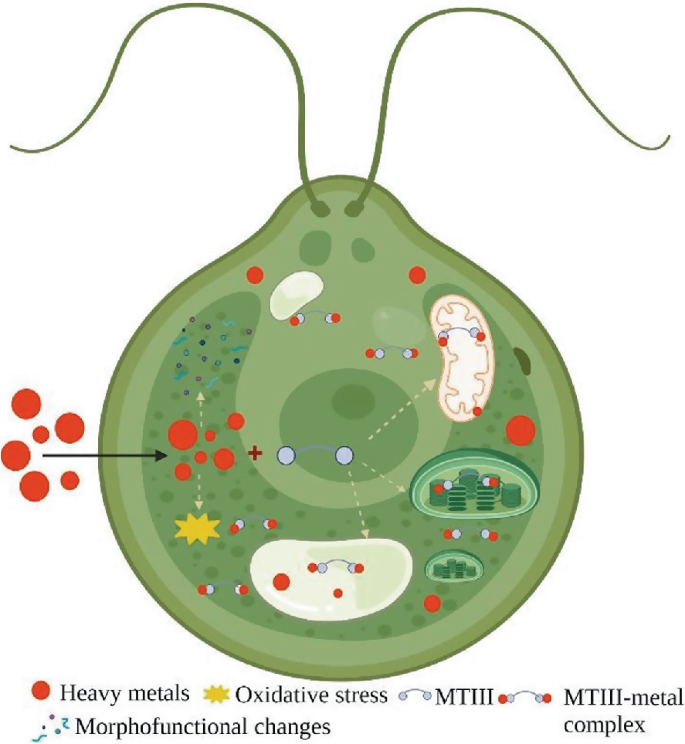 The Role of Microalgae as Bioindicators of Aquatic Contamination ...