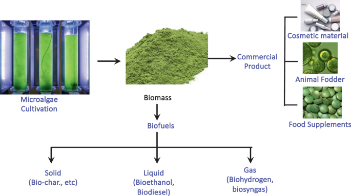 Addressing Algal Bloom and Other Ecological Issues Caused by Microalgae Biomass Conversion ...