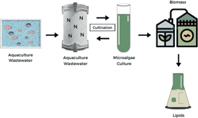 Circular Economy for Biodiesel Production by Managing Wastewater Using ...