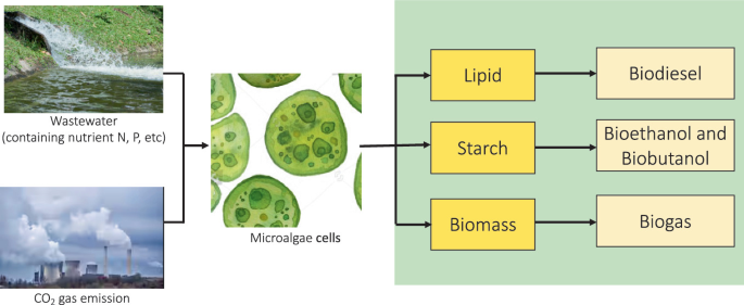 Circular Economy for Biodiesel Production by Managing Wastewater Using ...