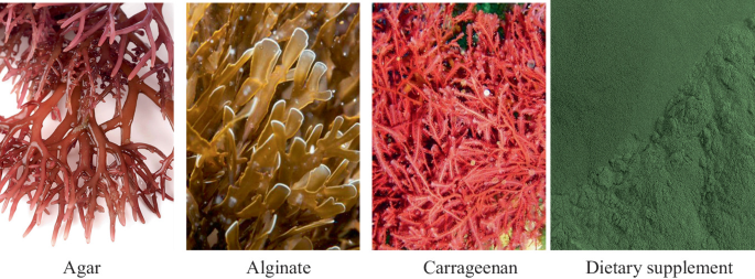 Food and Feed Preparation Using Algae | SpringerLink