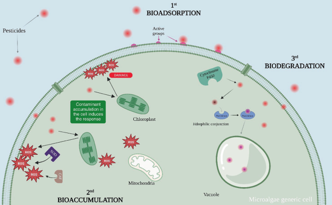 Bioremediation of Microalgae-Based Pesticides | SpringerLink