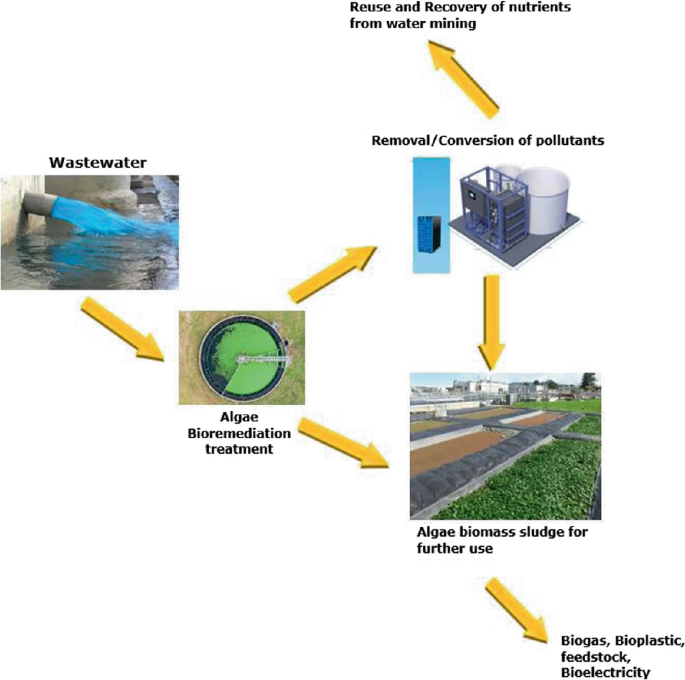 Water Remediation to Water Mining: Cradle to Cradle in Wastewater Treatment Using Algae ...