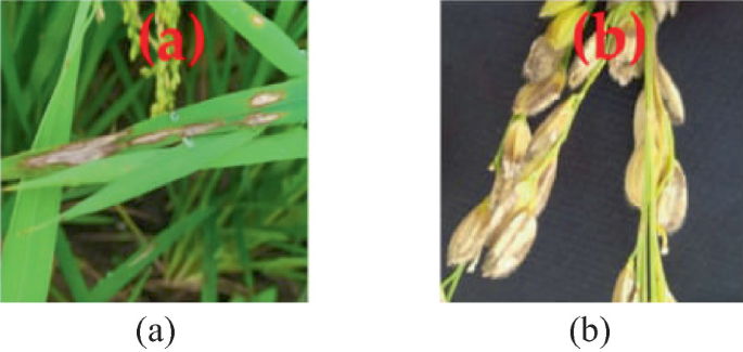 Identification and Detection of Rice Plant Diseases by Using Neural ...