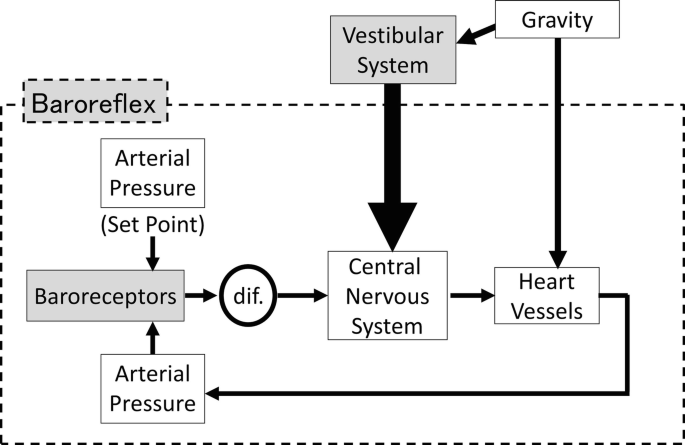 Effects of Aging on the Vestibulo-Cardiovascular Reflex | SpringerLink