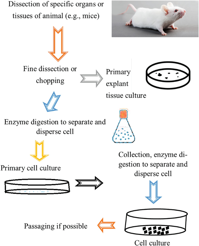 Cell Culture Models and Nanobiotechnology for Advanced Drug Delivery ...