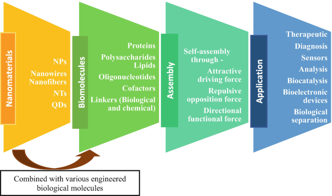 Biomolecules-Organized Nanomaterials for Medical Applications | SpringerLink