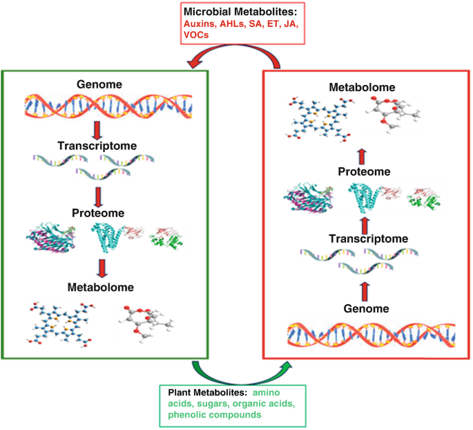 Metabolomics: A Paradigm Shift in Understanding Biofertilizers Dynamics | SpringerLink