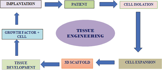 Introduction to Natural Product-Based Tissue Engineering | SpringerLink