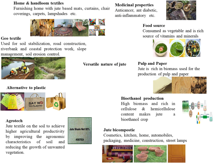 Genetic Improvement of Jute: An Alternative for Plastic and Future Food ...