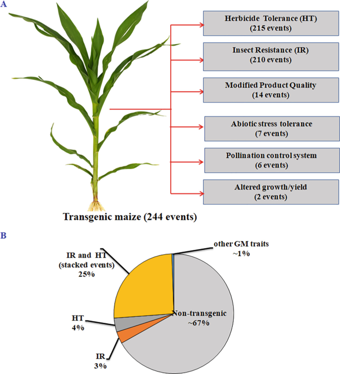 Transgenic and Genome-Edited Maize: Status and Prospect | SpringerLink