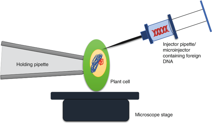 Genetic Engineering in Crop Plants Using Tissue Culture and Tissue ...